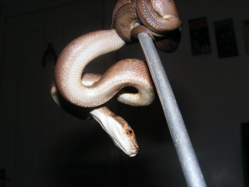Tanimbar pythons | Reptile Forums